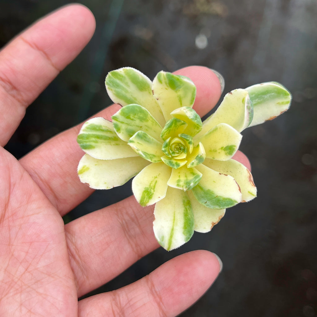 Aeonium Castello paivae F Variegata Suncup 1x CUTTING LET LOVE aeonium-castello-paivae-f-variegata-suncup-1x-cutting-let-love