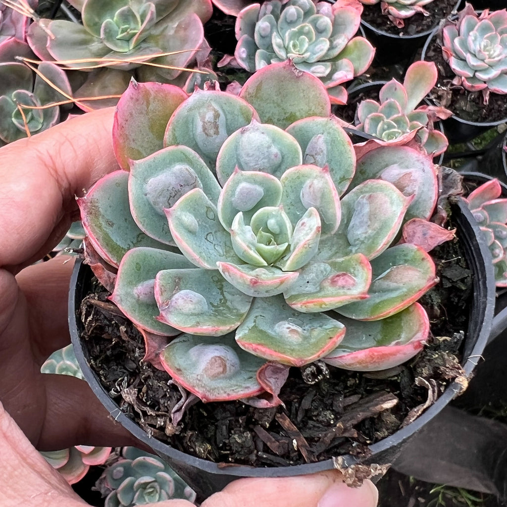 Echeveria 'Raindrops' – LET LOVE GROW (Succulent & Cactus)