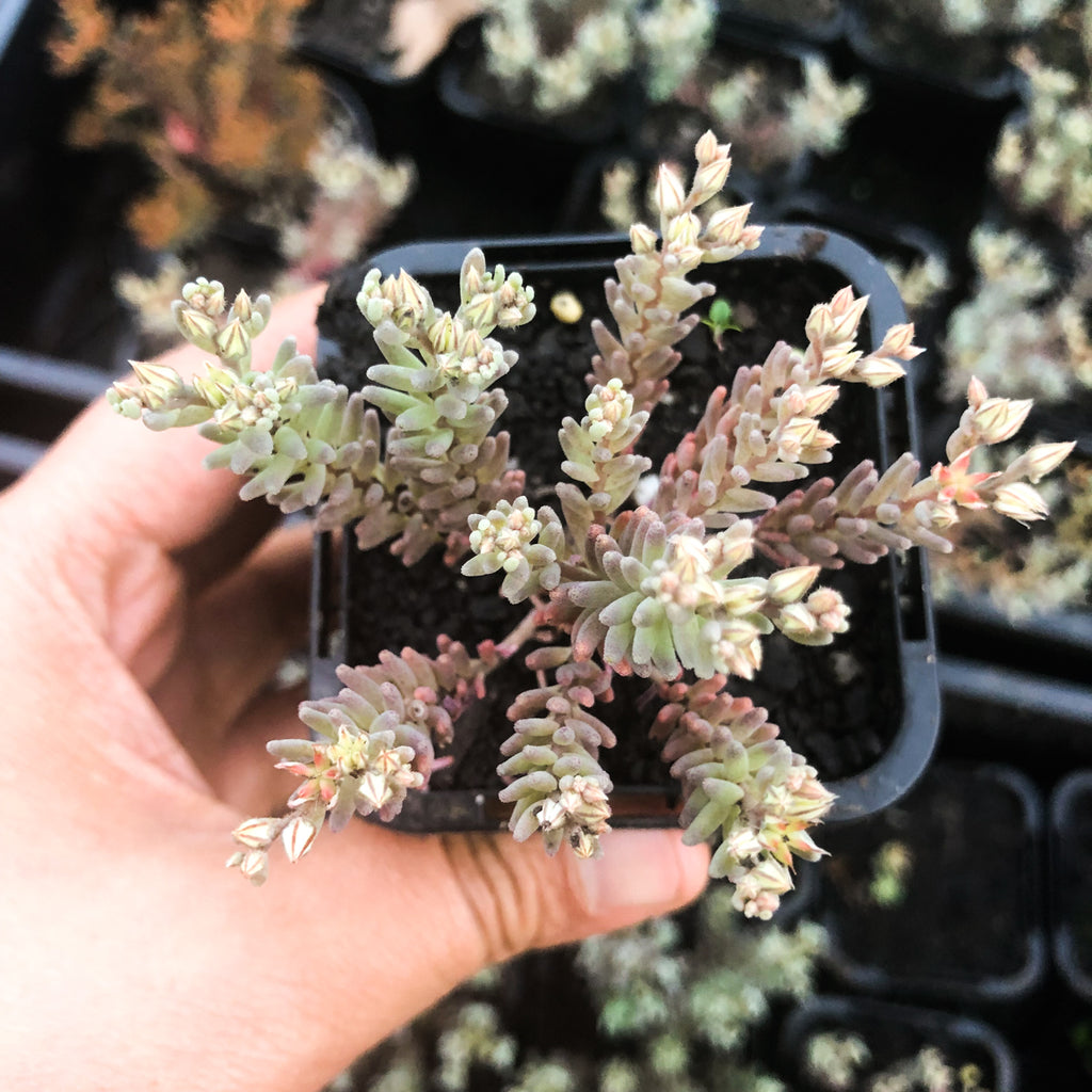 Sedum hispanicum 'Blue carpet' – LET LOVE GROW (Succulent & Cactus)