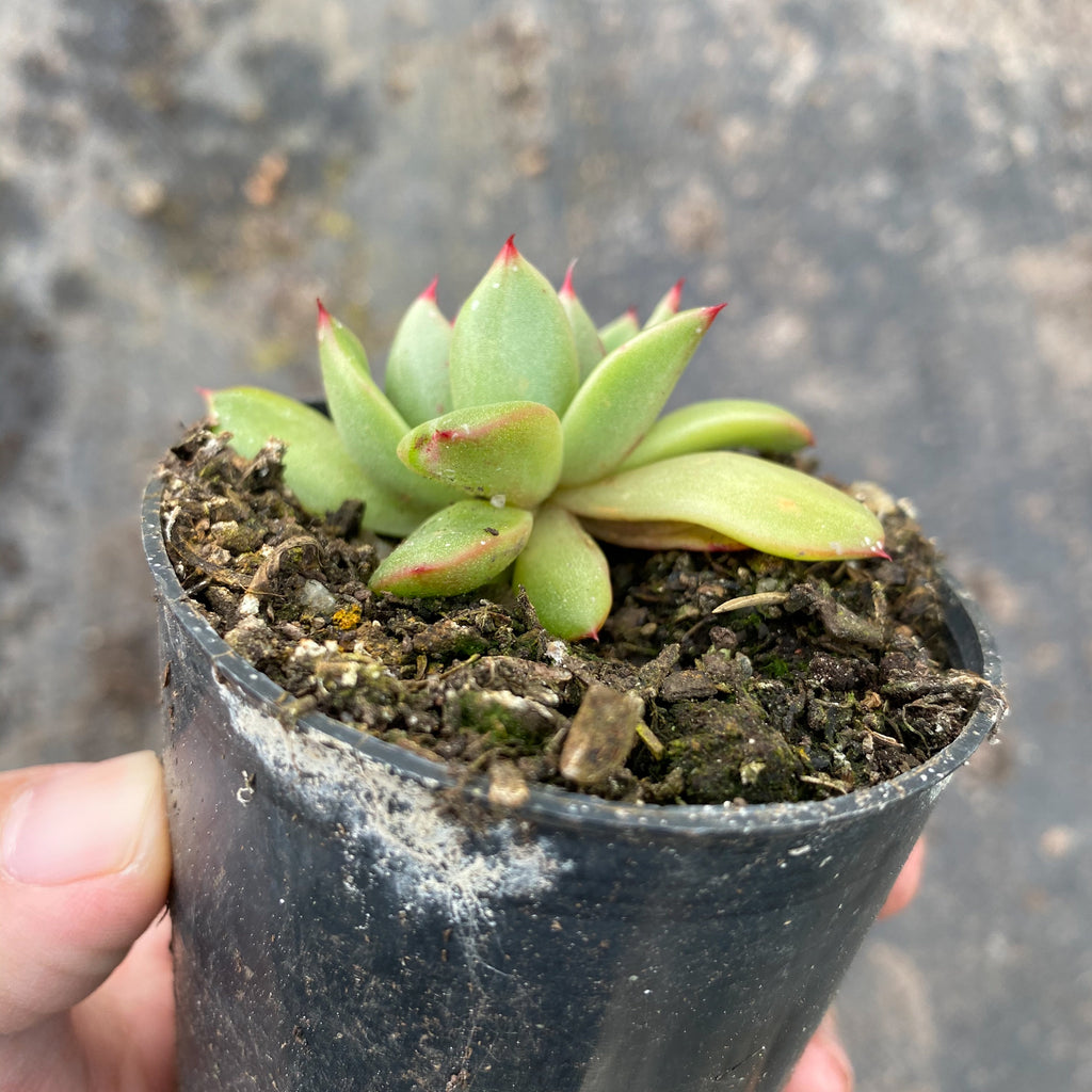 Echeveria 'Mocha' – LET LOVE GROW (Succulent & Cactus)