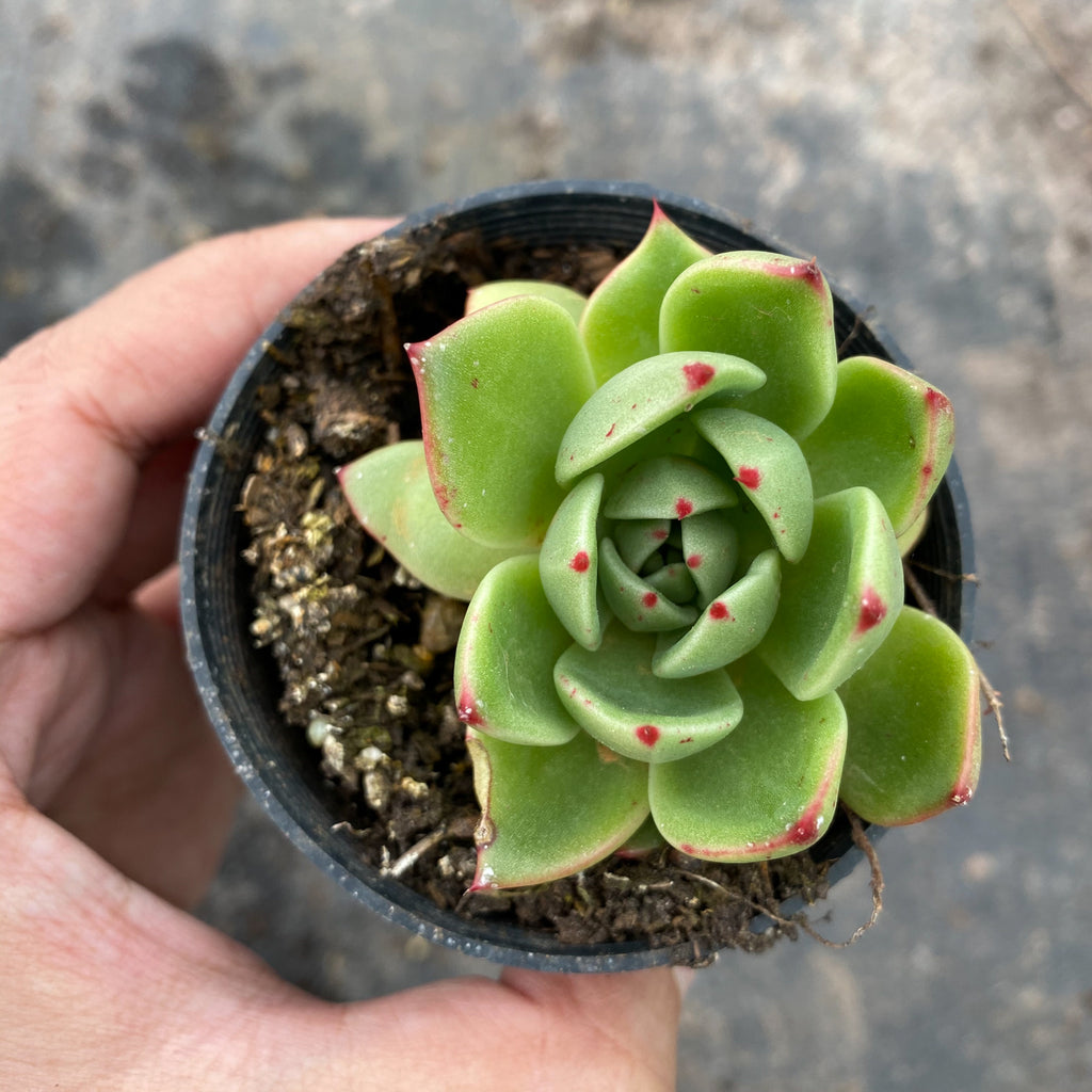Echeveria 'Mocha' – LET LOVE GROW (Succulent & Cactus)