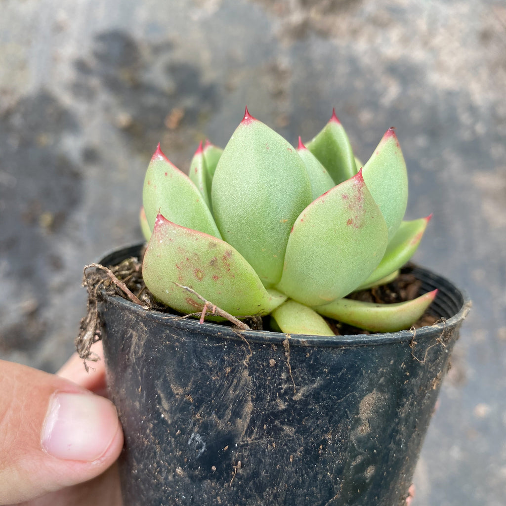 Echeveria 'Mocha' – LET LOVE GROW (Succulent & Cactus)