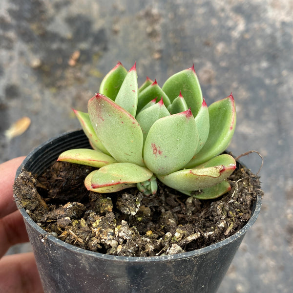 Echeveria 'Mocha' – LET LOVE GROW (Succulent & Cactus)