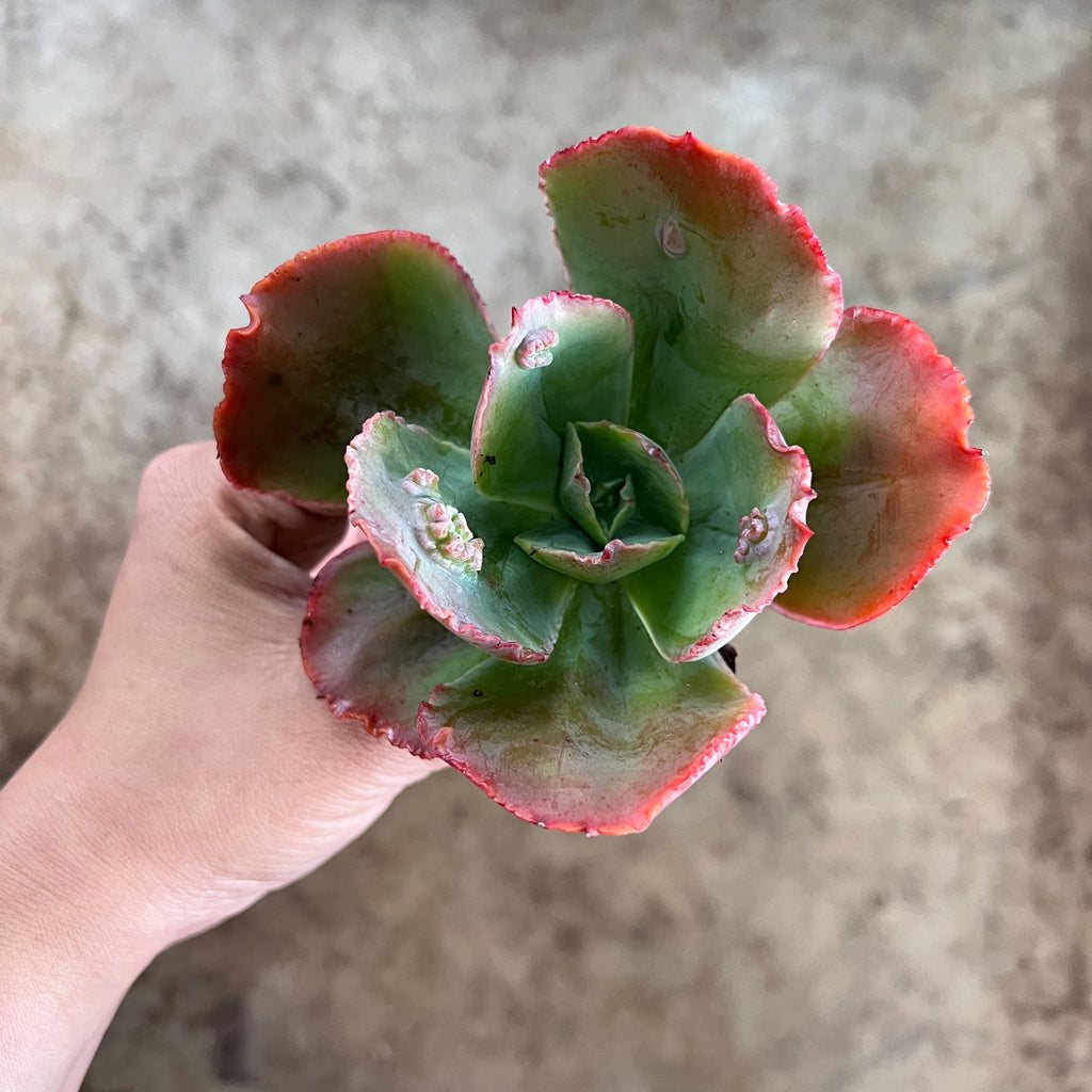 Echeveria 'Bumps' (Bump leaf ) – LET LOVE GROW (Succulent & Cactus)
