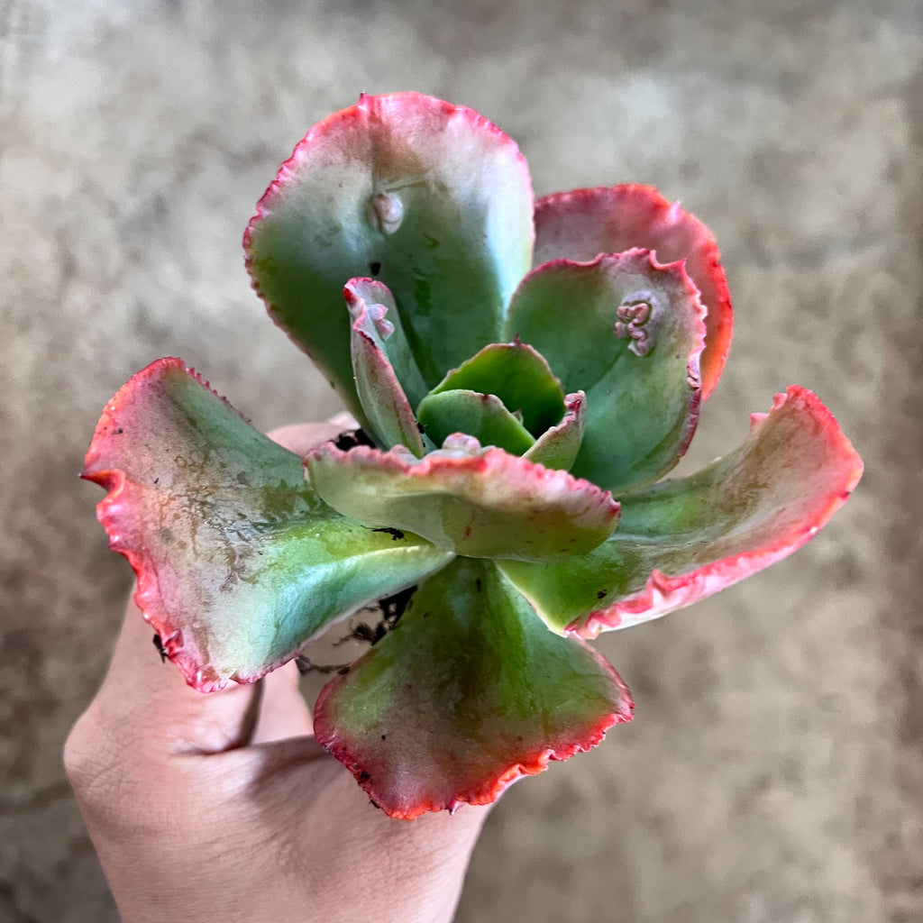 Echeveria 'Bumps' (Bump leaf ) – LET LOVE GROW (Succulent & Cactus)