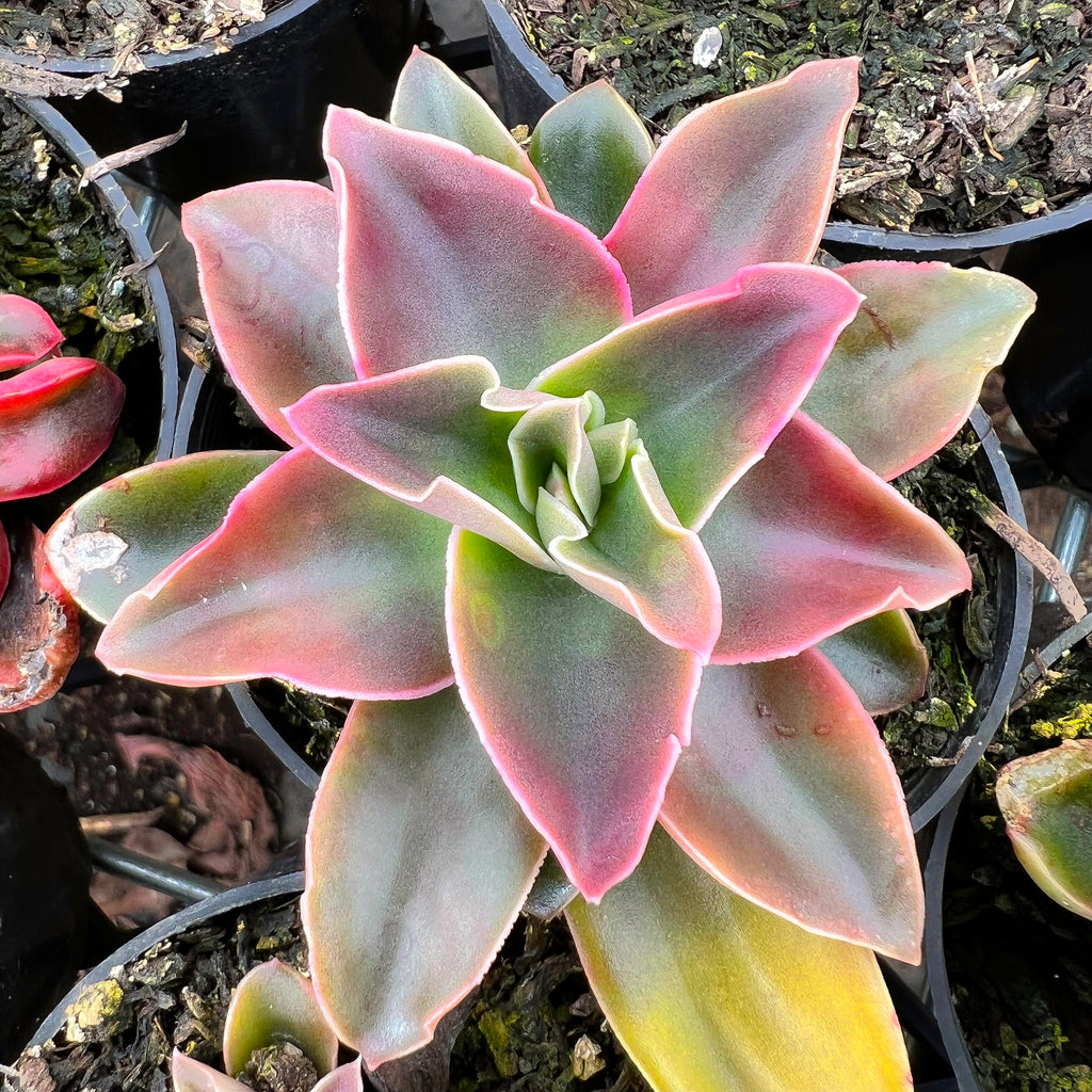 Echeveria racemosa forma. ballard – LET LOVE GROW (Succulent & Cactus)