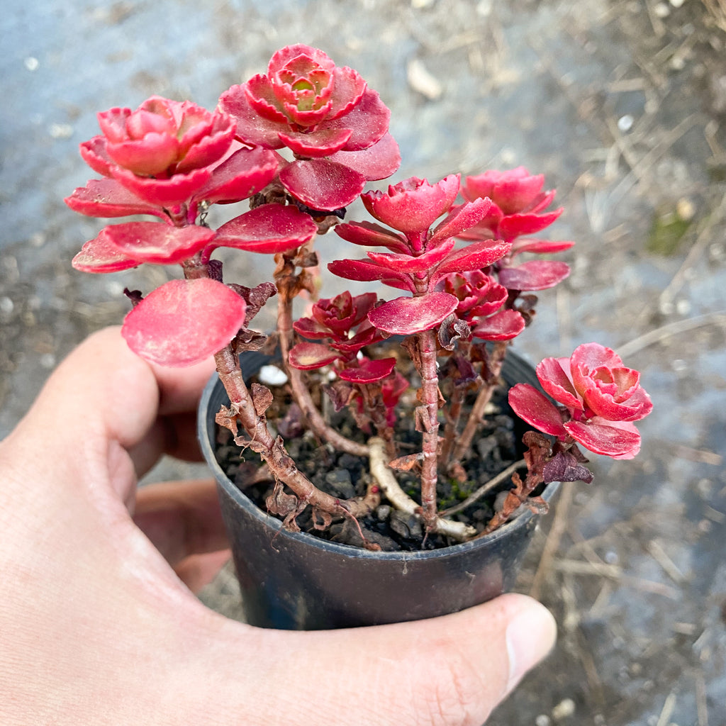 Sedum spurium 'Dragon's Blood' – LET LOVE GROW (Succulent & Cactus)