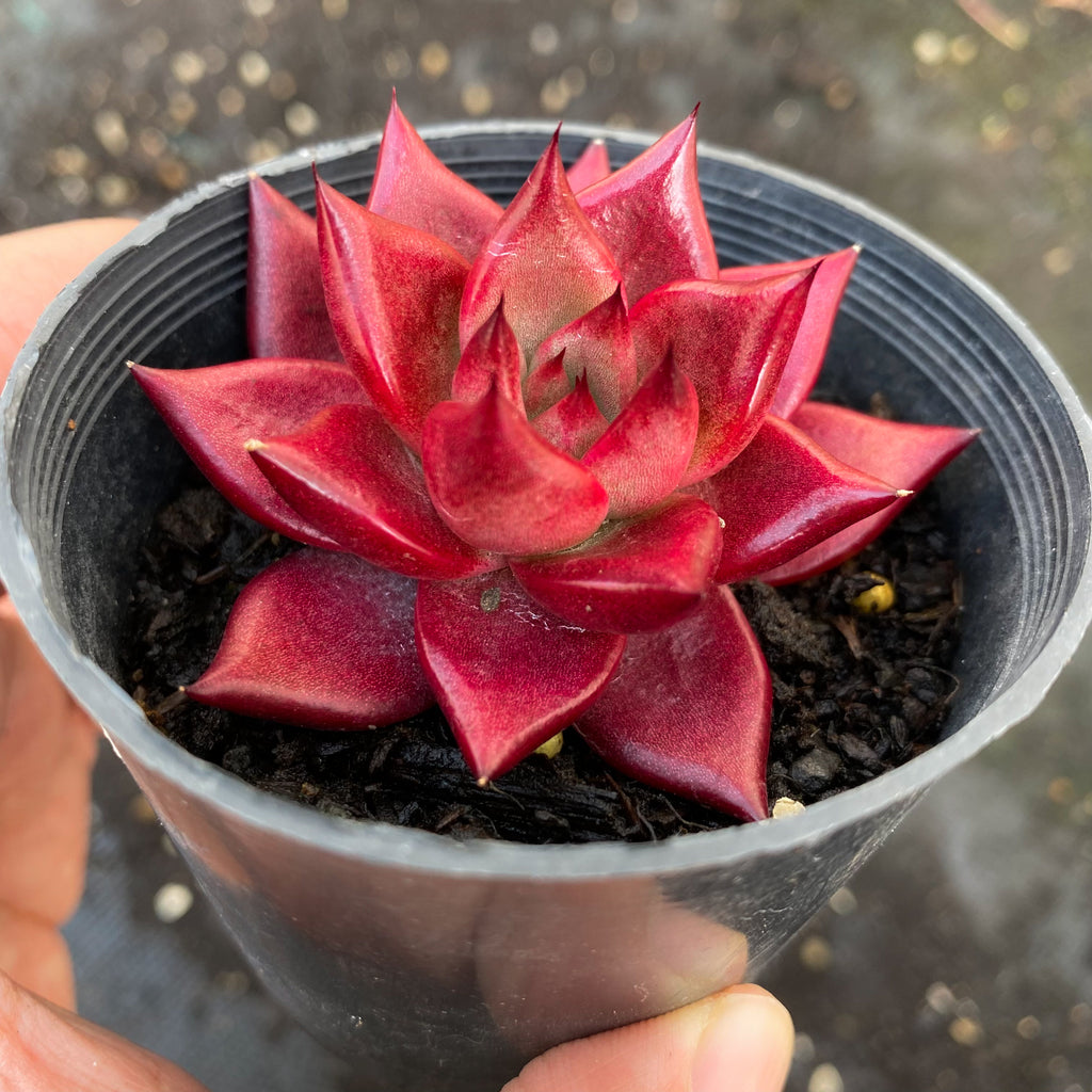 Echeveria agavoides 'Romeo Rubin' – LET LOVE GROW (Succulent & Cactus)