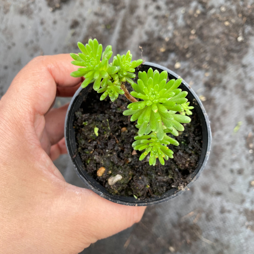 Sedum 'Multiceps' – LET LOVE GROW (Succulent & Cactus)