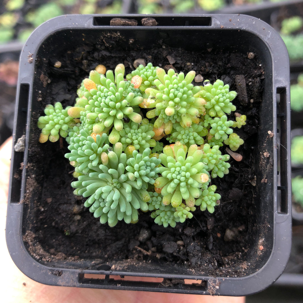 Sedum hispanicum 'Blue carpet' – LET LOVE GROW (Succulent & Cactus)