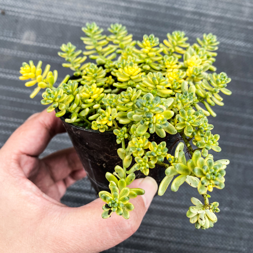 Sedum Golden Rice - Sedum Orizifolium Variegata – LET LOVE GROW ...