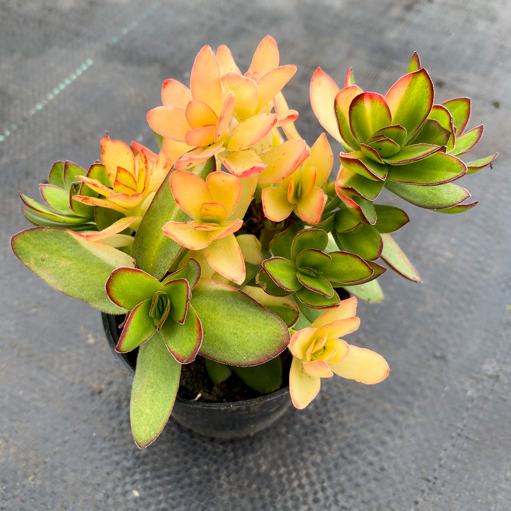 Crassula dejecta variegata – LET LOVE GROW (Succulent & Cactus)