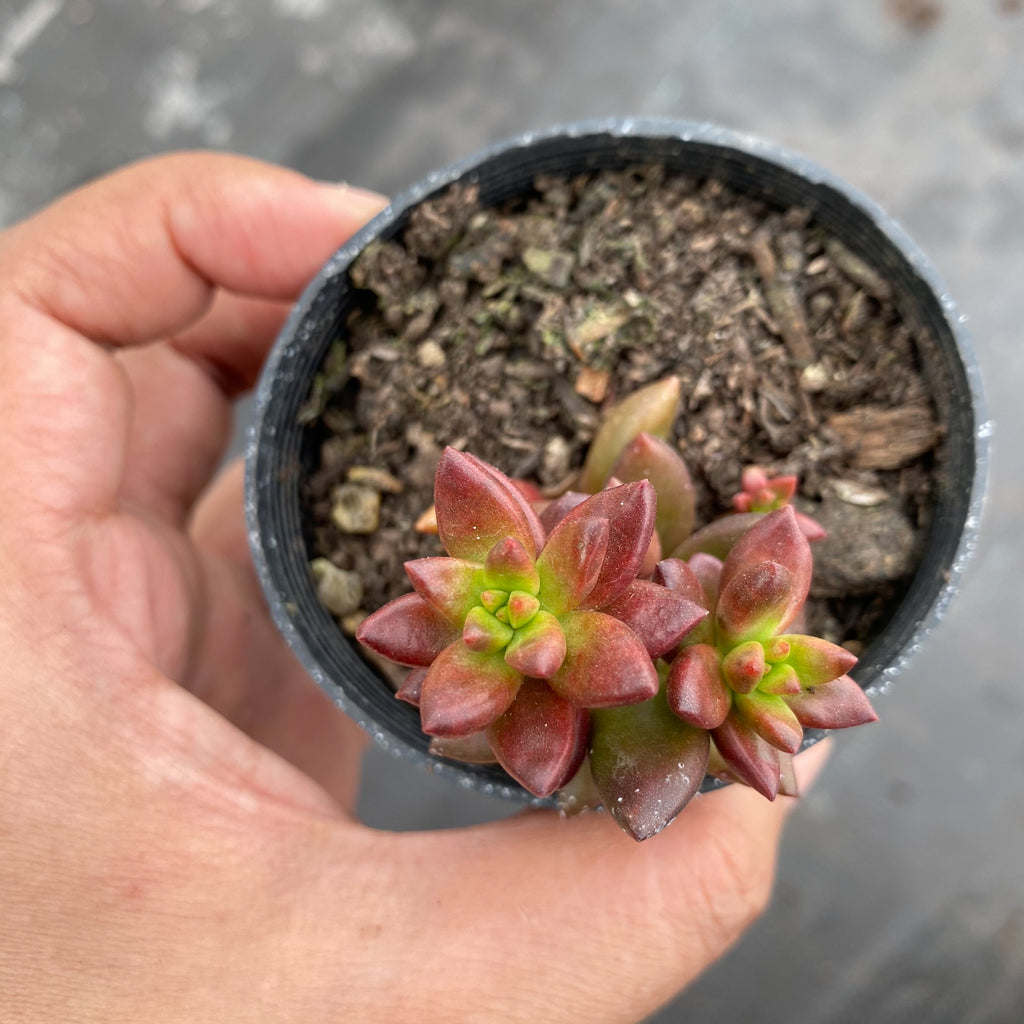 Sedeveria 'Jet Beads'(2HEADS) – LET LOVE GROW (Succulent & Cactus)