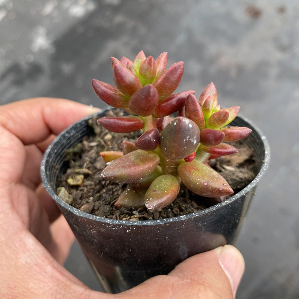 Sedeveria 'Jet Beads'(2HEADS) – LET LOVE GROW (Succulent & Cactus)