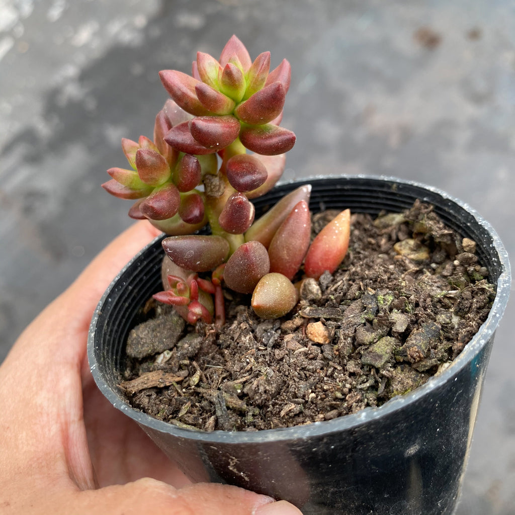 Sedeveria 'Jet Beads'(2HEADS) – LET LOVE GROW (Succulent & Cactus)