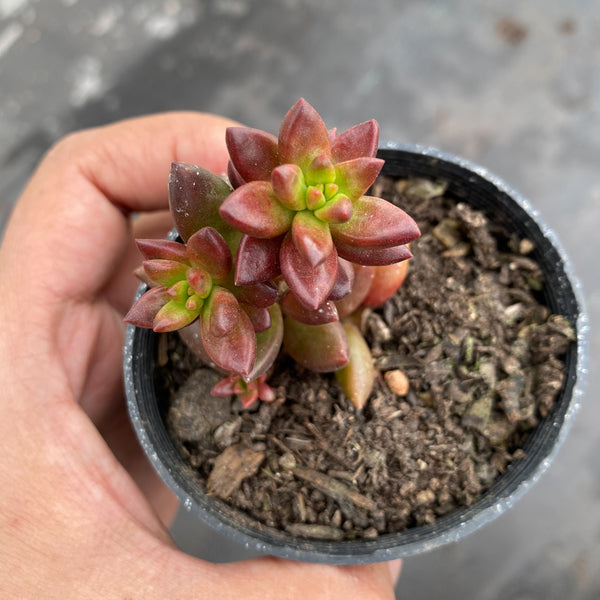 Sedeveria 'Jet Beads'(2HEADS) – LET LOVE GROW (Succulent & Cactus)