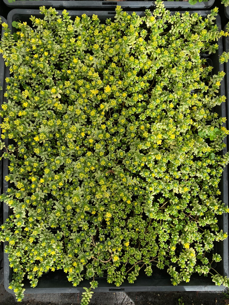 Sedum Golden Rice - Sedum Orizifolium Variegata – LET LOVE GROW ...