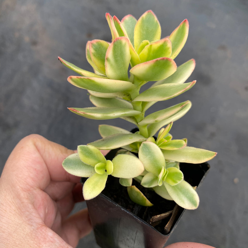 Crassula dejecta variegata – LET LOVE GROW (Succulent & Cactus)