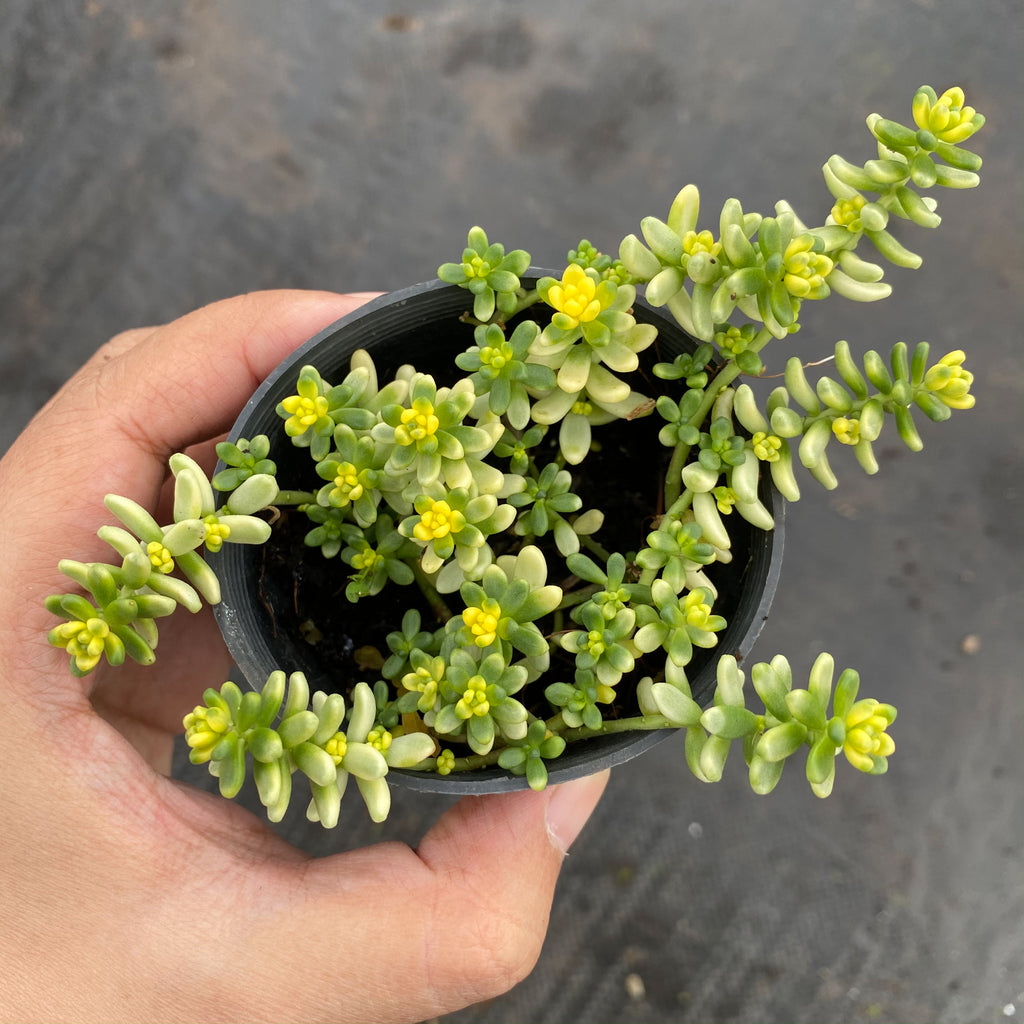Sedum Golden Rice - Sedum Orizifolium Variegata – LET LOVE GROW ...