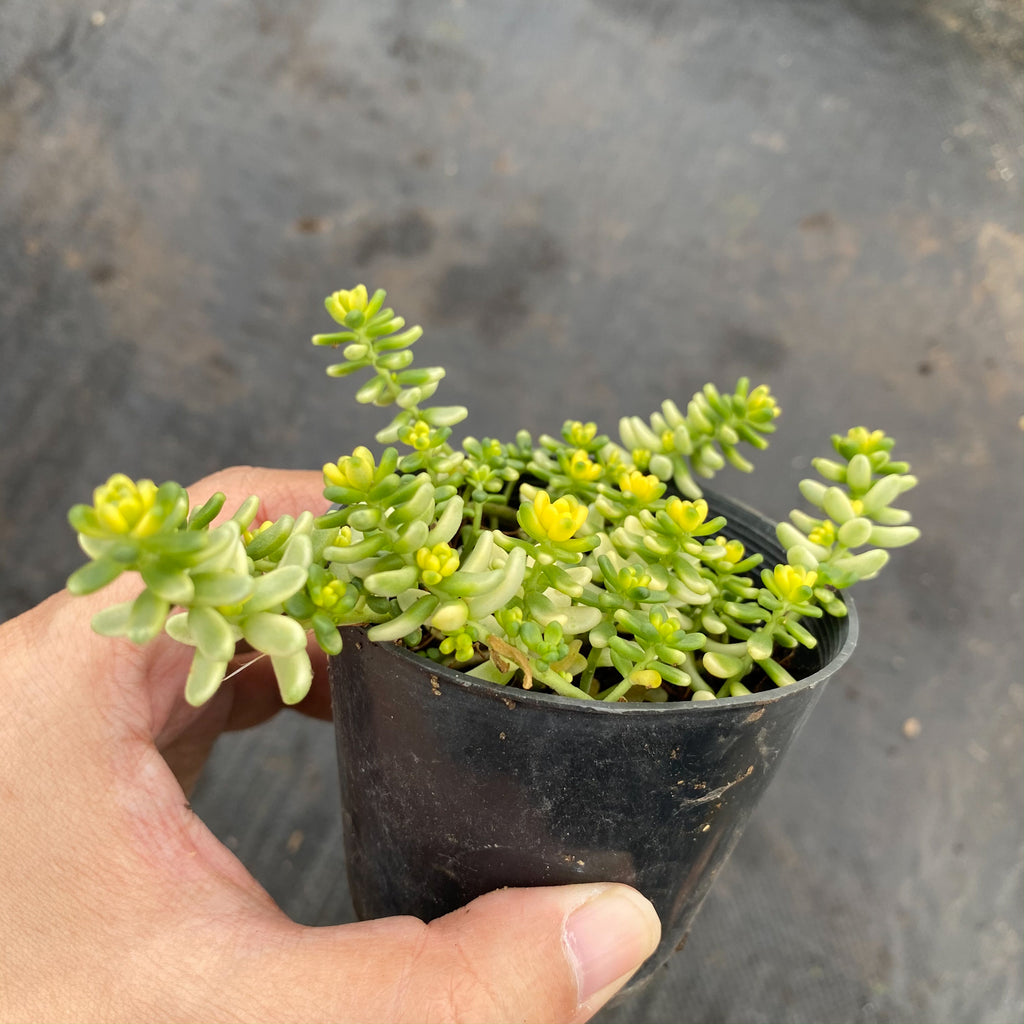 Sedum Golden Rice - Sedum Orizifolium Variegata – LET LOVE GROW ...