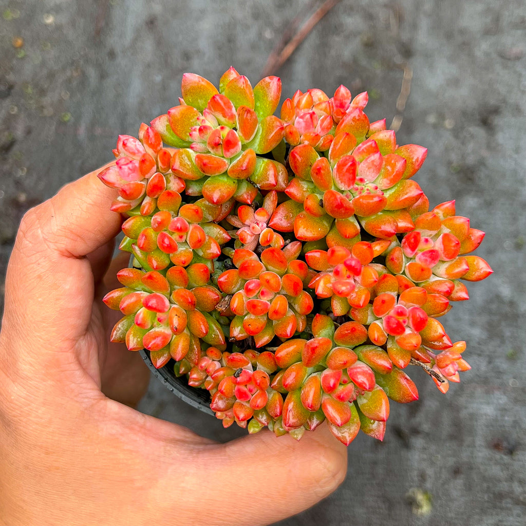 Echeveria amoena – LET LOVE GROW (Succulent & Cactus)