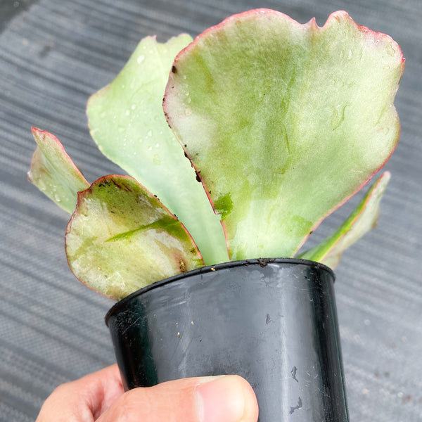 Echeveria 'Bumps' (Bump leaf ) – LET LOVE GROW (Succulent & Cactus)