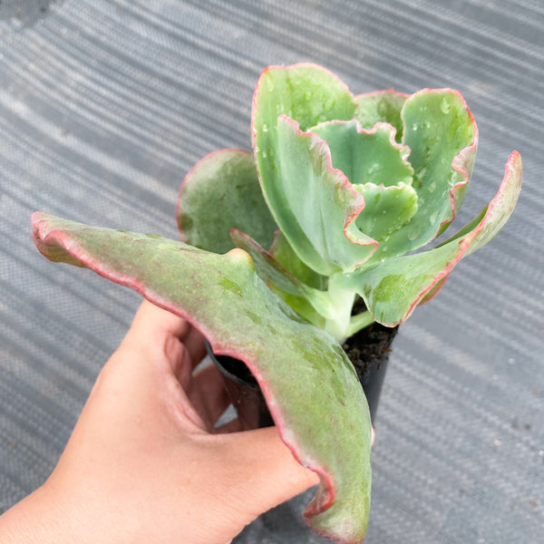Echeveria 'Bumps' (Bump leaf ) – LET LOVE GROW (Succulent & Cactus)