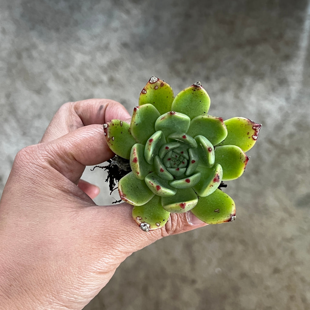 Echeveria 'Mocha' – LET LOVE GROW (Succulent & Cactus)