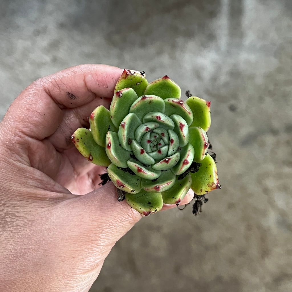 Echeveria 'Mocha' – LET LOVE GROW (Succulent & Cactus)