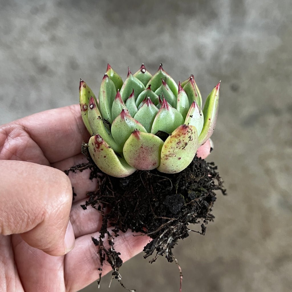 Echeveria 'Mocha' – LET LOVE GROW (Succulent & Cactus)