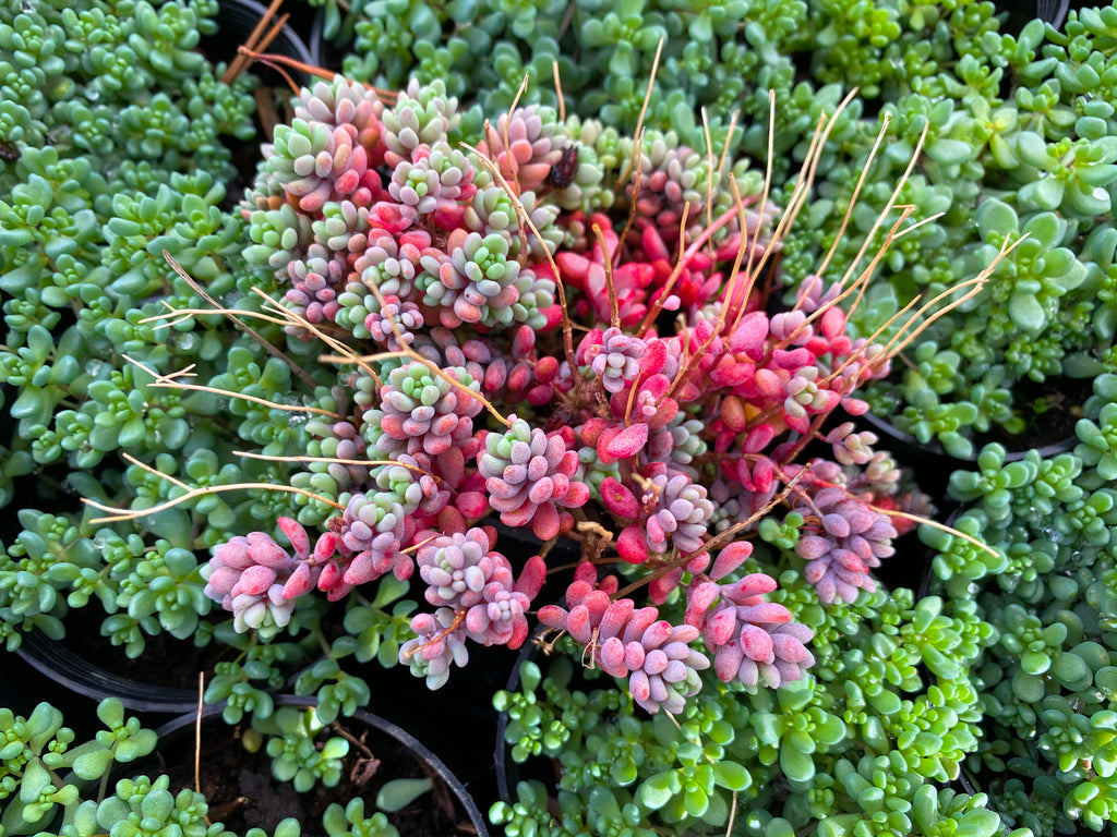 Sedum dasyphyllum 'Lilac Mound' – LET LOVE GROW (Succulent & Cactus)