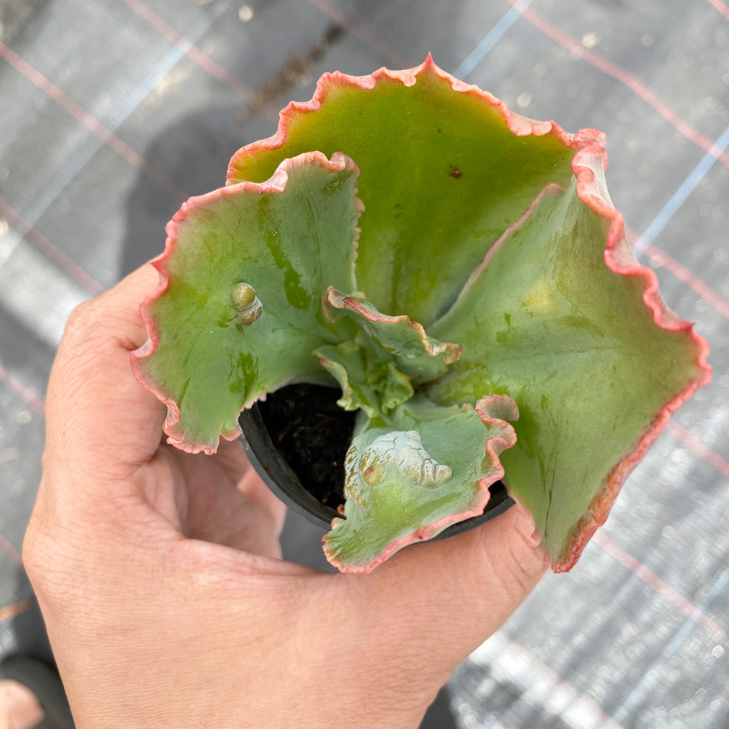Echeveria 'Bumps' (Bump leaf ) – LET LOVE GROW (Succulent & Cactus)