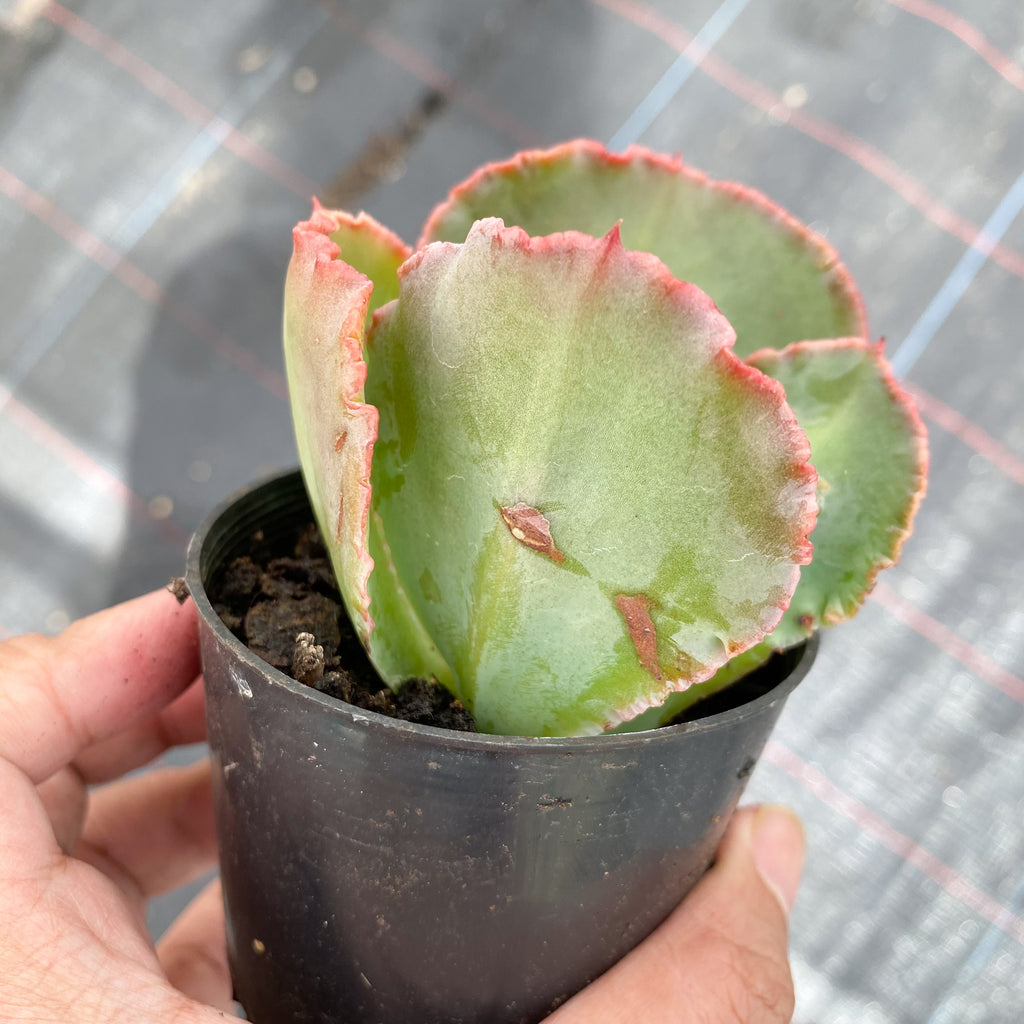 Echeveria 'Bumps' (Bump leaf ) – LET LOVE GROW (Succulent & Cactus)