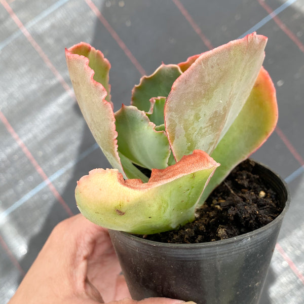 Echeveria 'Bumps' (Bump leaf ) – LET LOVE GROW (Succulent & Cactus)