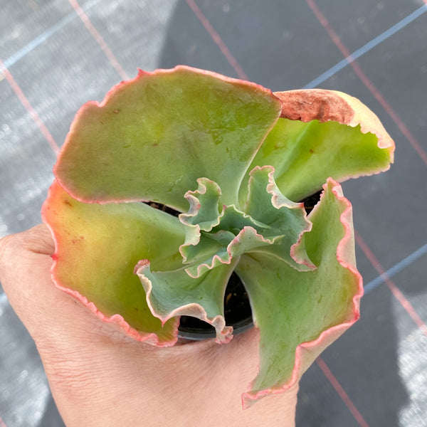 Echeveria 'Bumps' (Bump leaf ) – LET LOVE GROW (Succulent & Cactus)