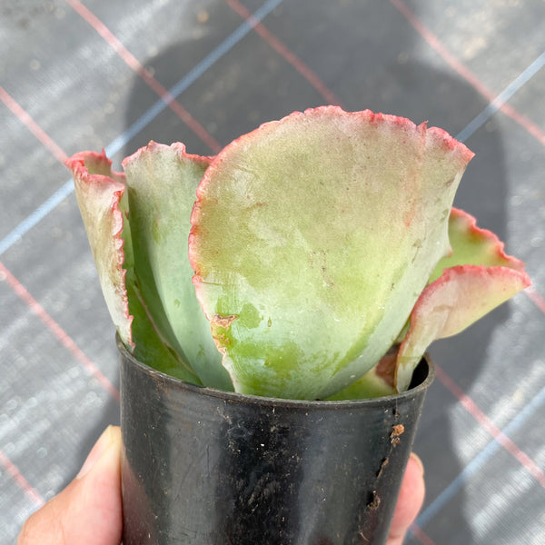 Echeveria 'Bumps' (Bump leaf ) – LET LOVE GROW (Succulent & Cactus)