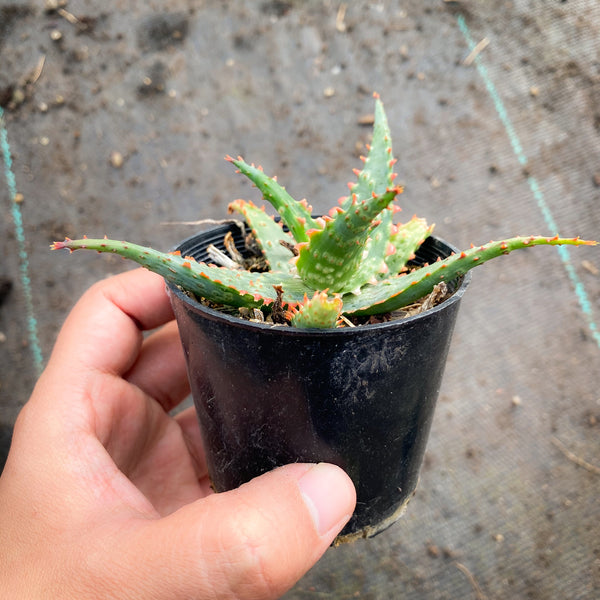 Aloe cv. Carmine – LET LOVE GROW (Succulent & Cactus)