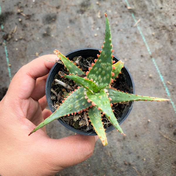 Aloe cv. Carmine – LET LOVE GROW (Succulent & Cactus)