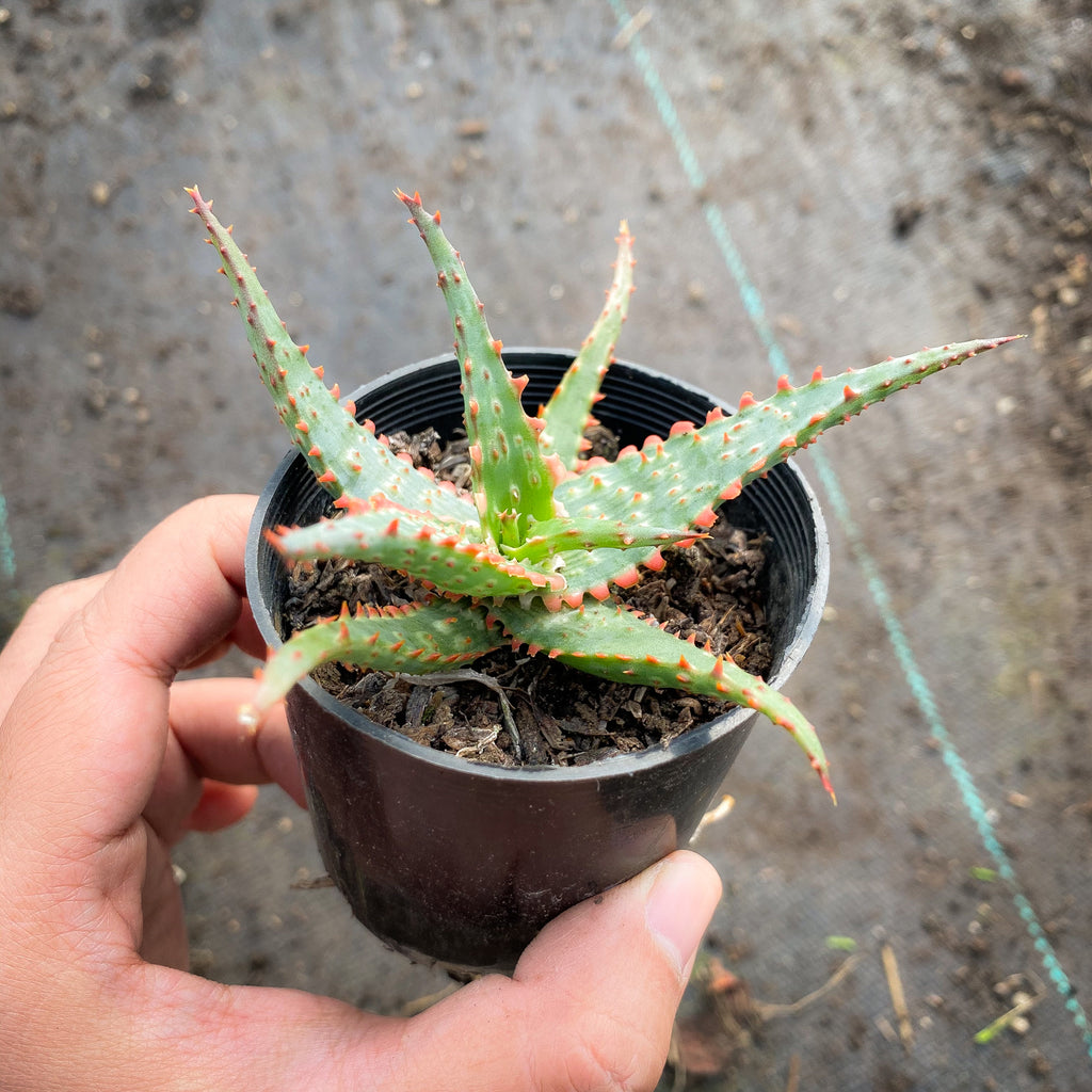Aloe cv. Carmine – LET LOVE GROW (Succulent & Cactus)