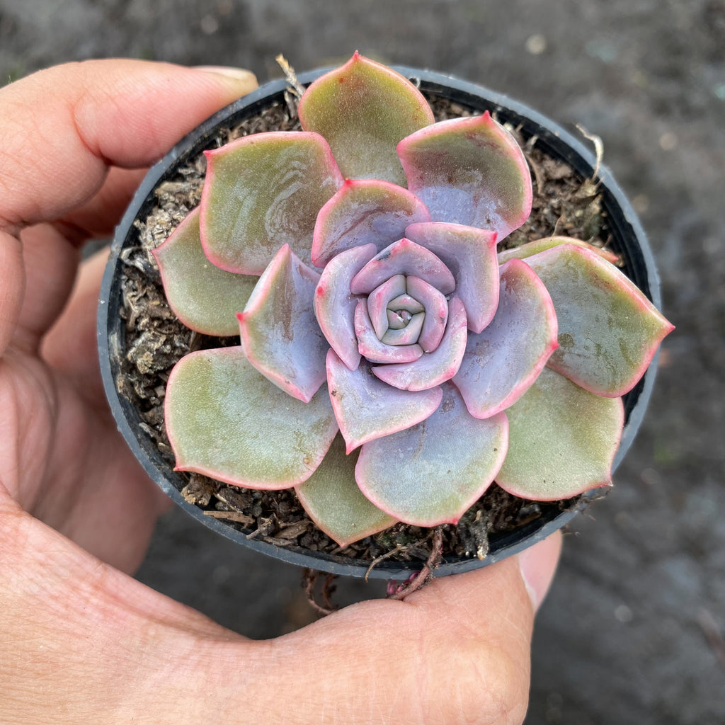 Echeveria 'Orion' – LET LOVE GROW (Succulent & Cactus)