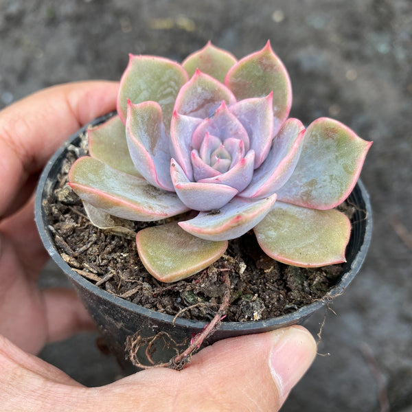 Echeveria 'Orion' – LET LOVE GROW (Succulent & Cactus)