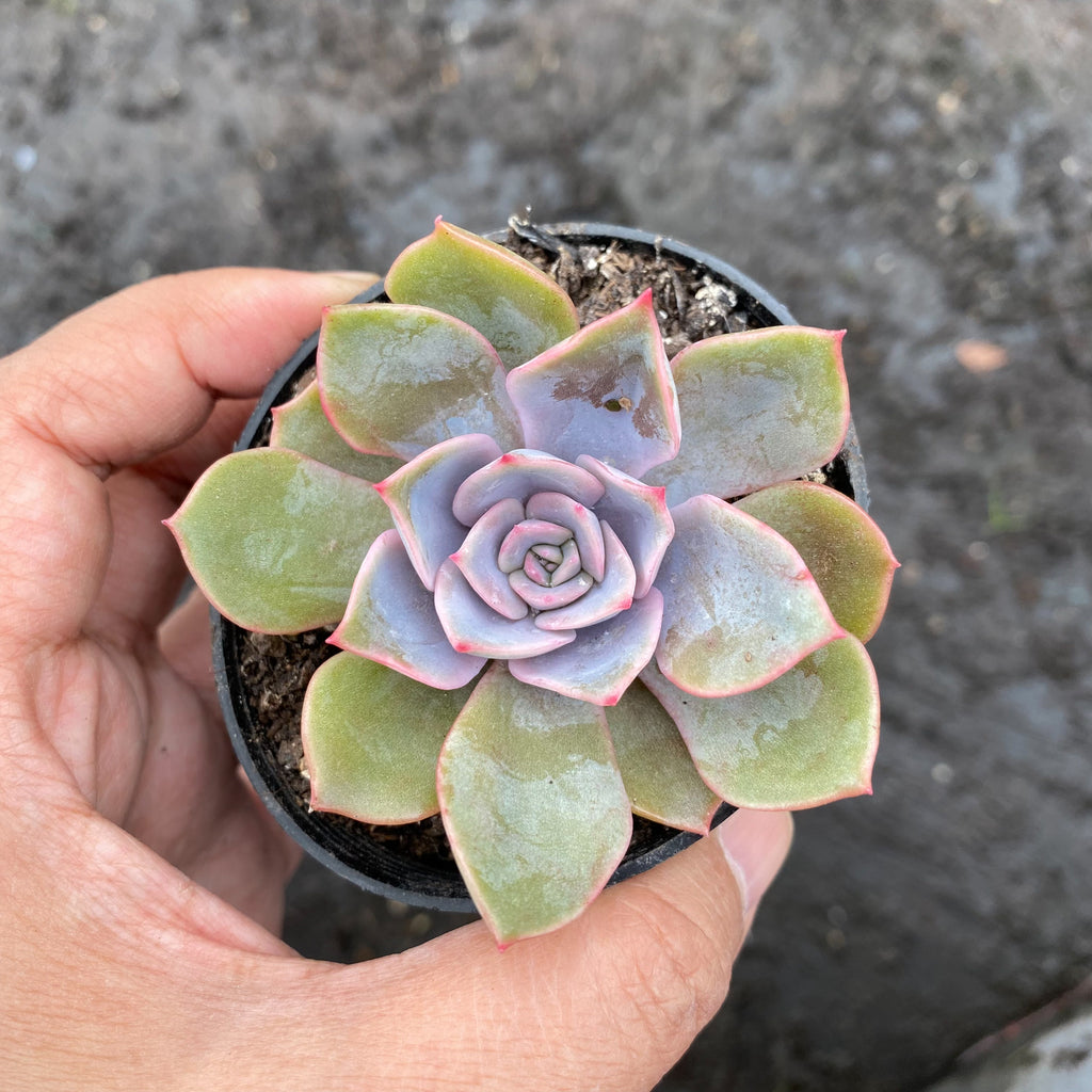 Echeveria 'Orion' – LET LOVE GROW (Succulent & Cactus)