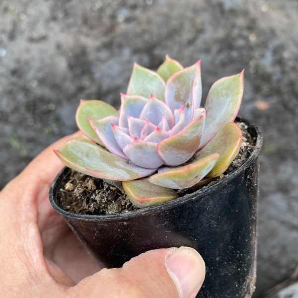 Echeveria 'Orion' – LET LOVE GROW (Succulent & Cactus)