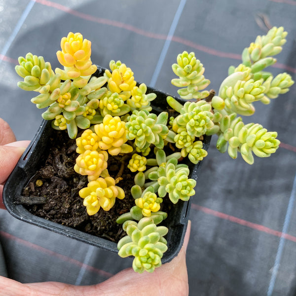 Sedum Golden Rice - Sedum Orizifolium Variegata – LET LOVE GROW ...