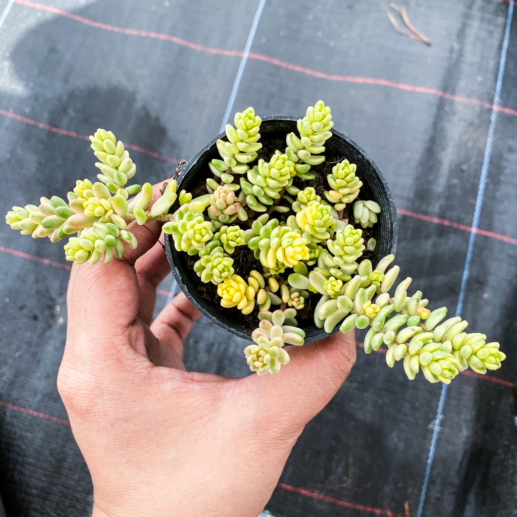 Sedum Golden Rice - Sedum Orizifolium Variegata – LET LOVE GROW ...