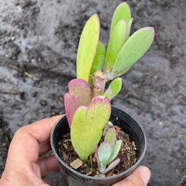 Senecio amaniensis – LET LOVE GROW (Succulent & Cactus)