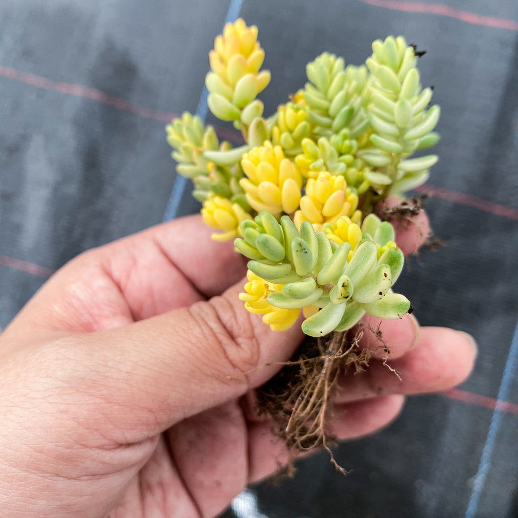 Sedum Golden Rice - Sedum Orizifolium Variegata – LET LOVE GROW ...