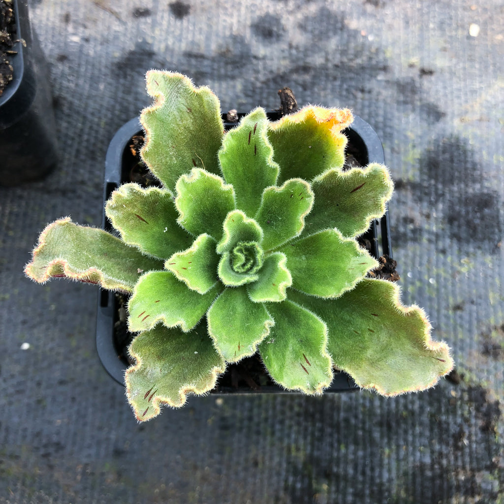 Aeonium smithii – LET LOVE GROW (Succulent & Cactus)