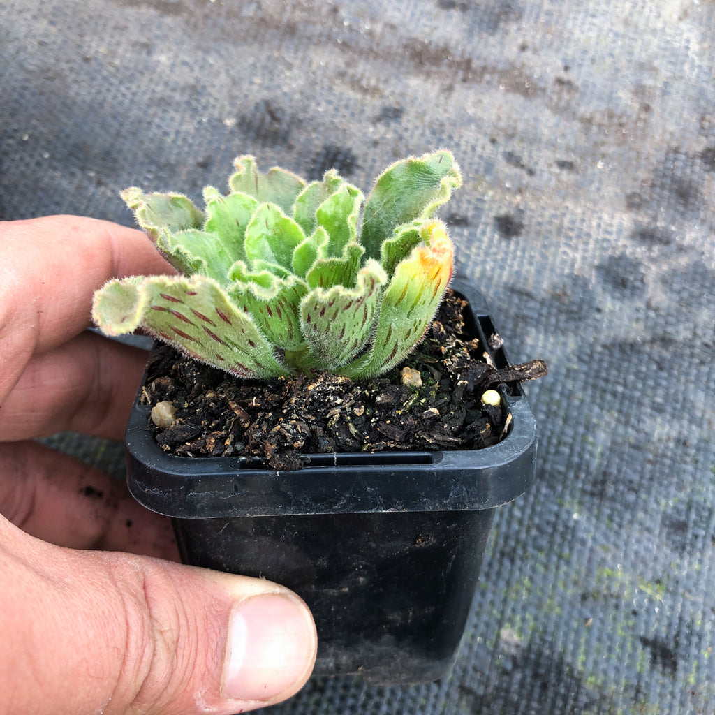 Aeonium smithii – LET LOVE GROW (Succulent & Cactus)