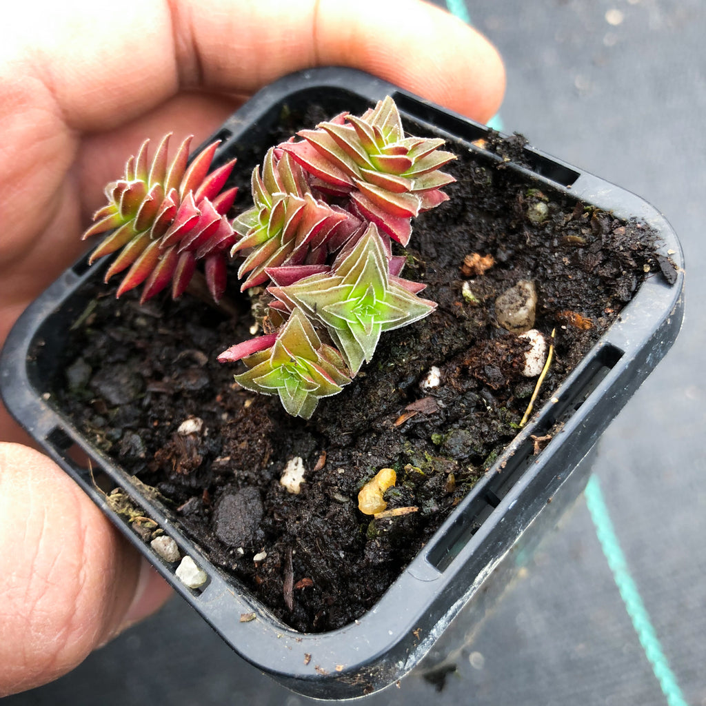 Crassula capitella ssp. thyrsiflora (The Pyramid Plant) – LET LOVE GROW ...